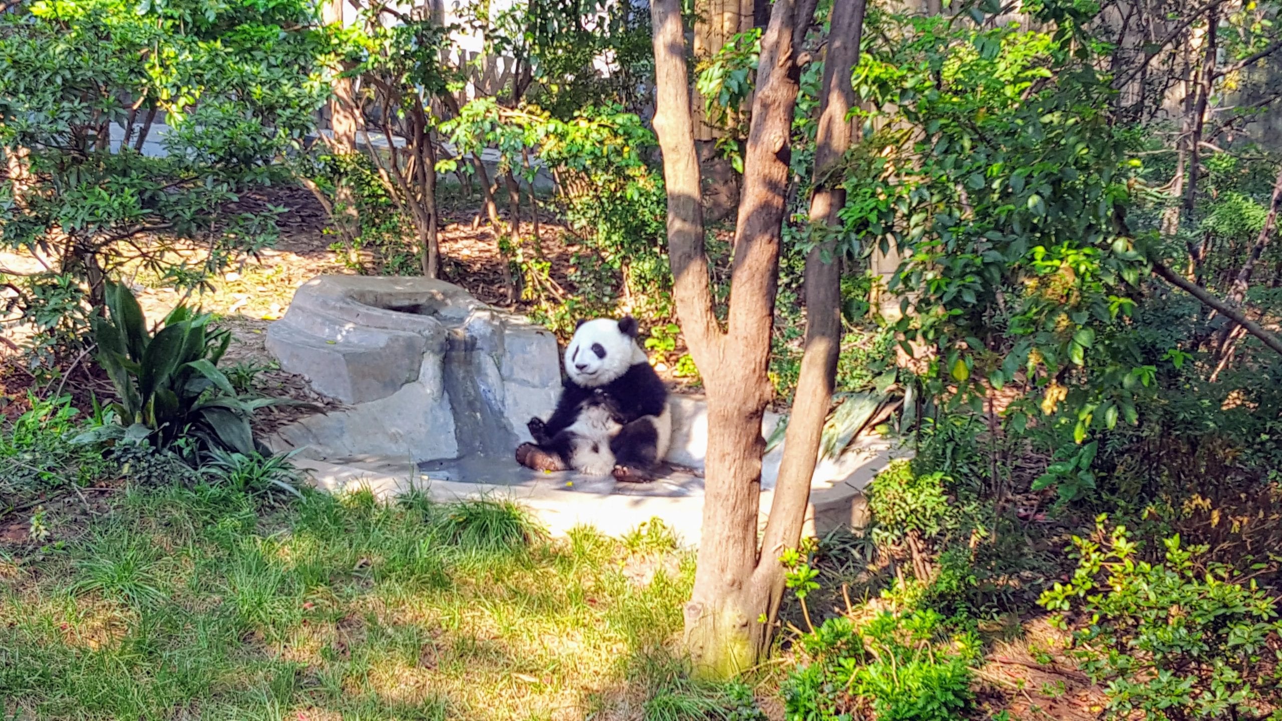 How to see Pandas in China (Hint: it involves traveling to Chengdu ...